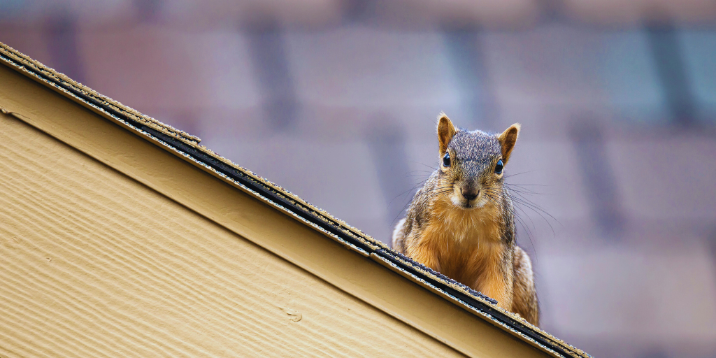How to Decode Noises in Walls & Ceilings