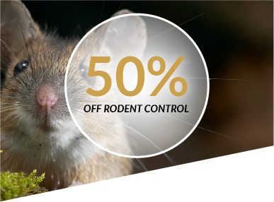 Pest Control Deals | Environmental Pest Control